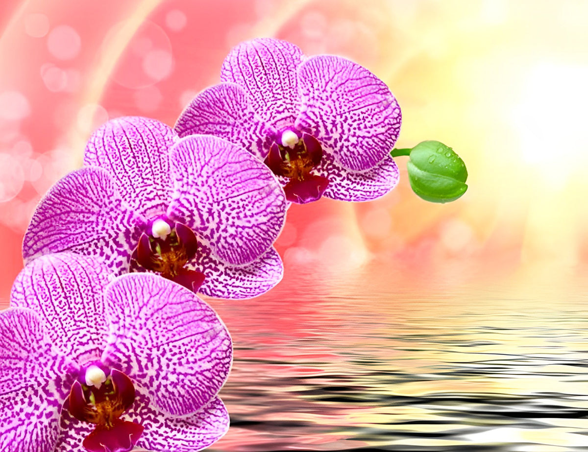 Malen nach Zahlen Erwachsene - Lila Orchideen, Wasser und Sonne – Liebeart.de